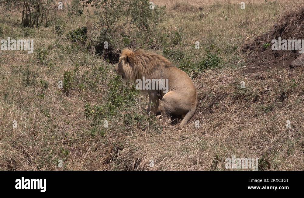 Fat lion Stock Videos & Footage - HD and 4K Video Clips - Alamy