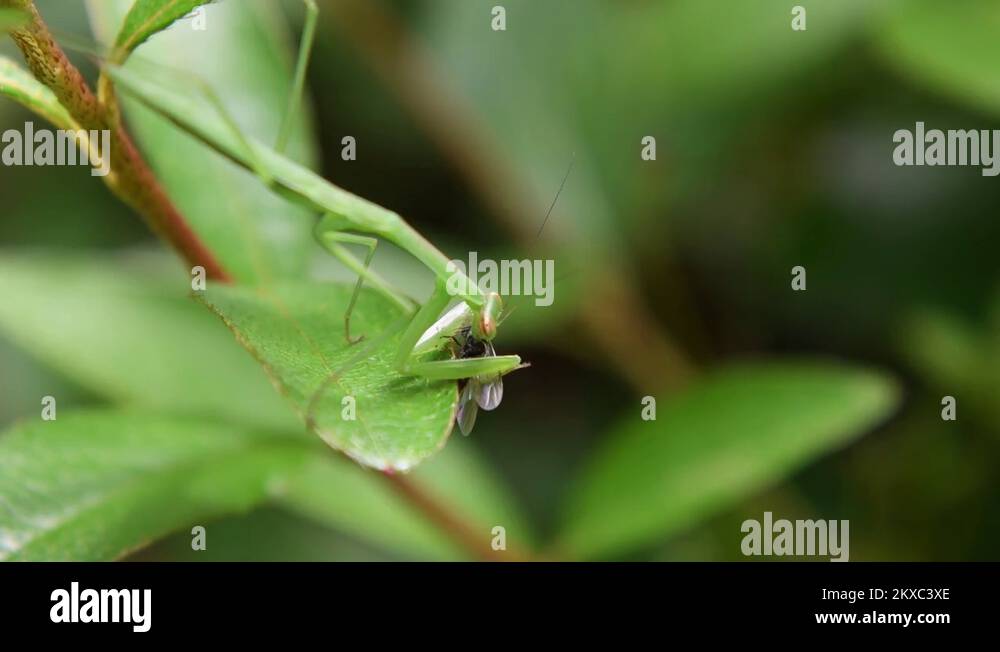 Cute mantis Stock Videos & Footage - HD and 4K Video Clips - Alamy