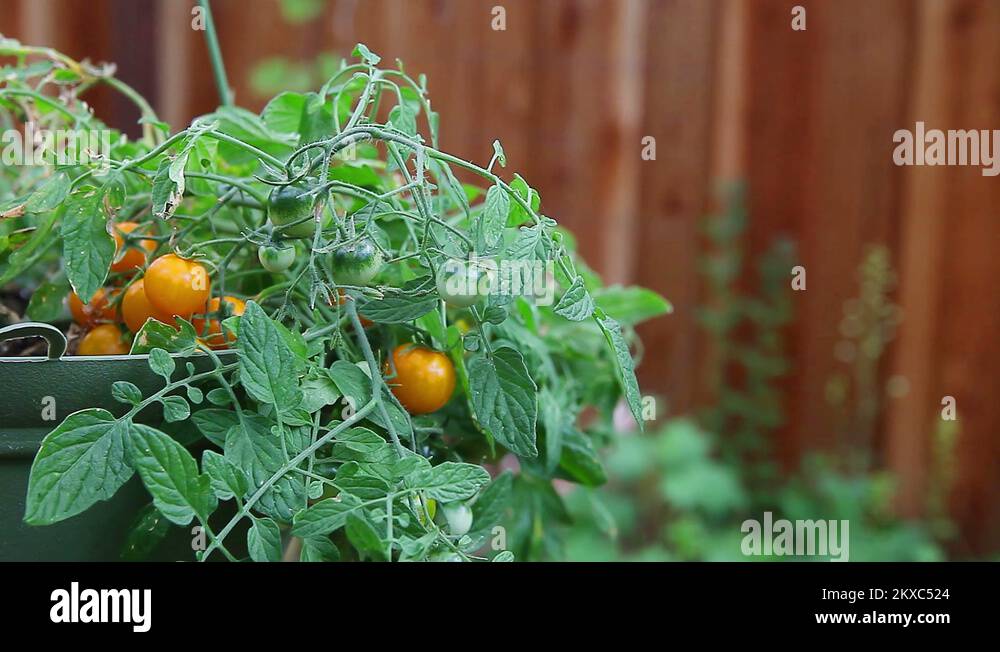 Tumbling tom yellow tomato Stock Videos & Footage - HD and 4K Video ...