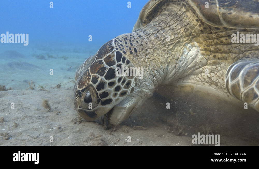 Underwater view turtle grass Stock Videos & Footage - HD and 4K Video ...