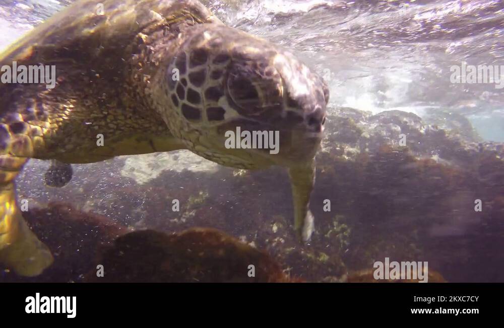 Green sea turtle surf Stock Videos & Footage - HD and 4K Video Clips ...