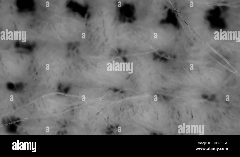 Weave microscope Stock Videos & Footage - HD and 4K Video Clips - Alamy