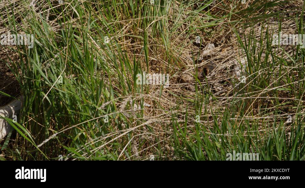 Bleached bone Stock Videos & Footage - HD and 4K Video Clips - Alamy