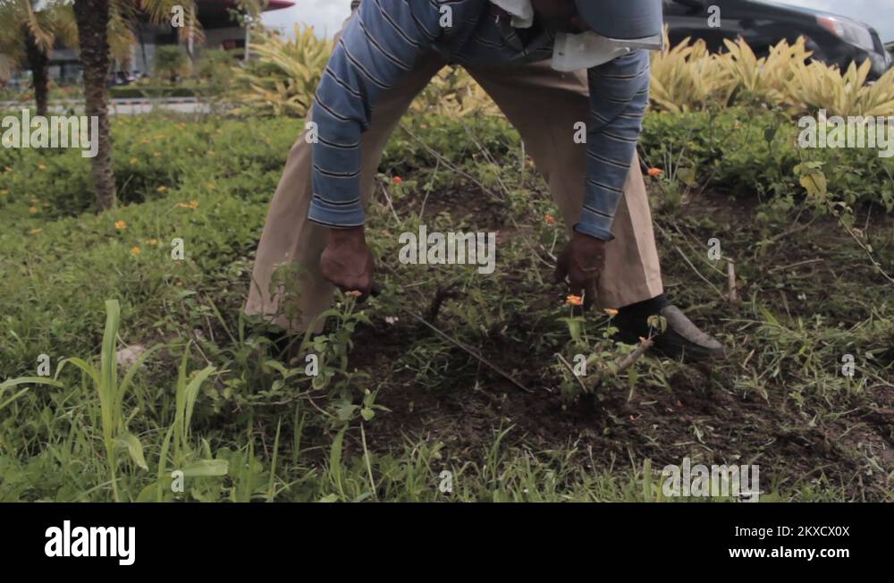 Latino country man removing weeds from plants Stock Video Footage - Alamy