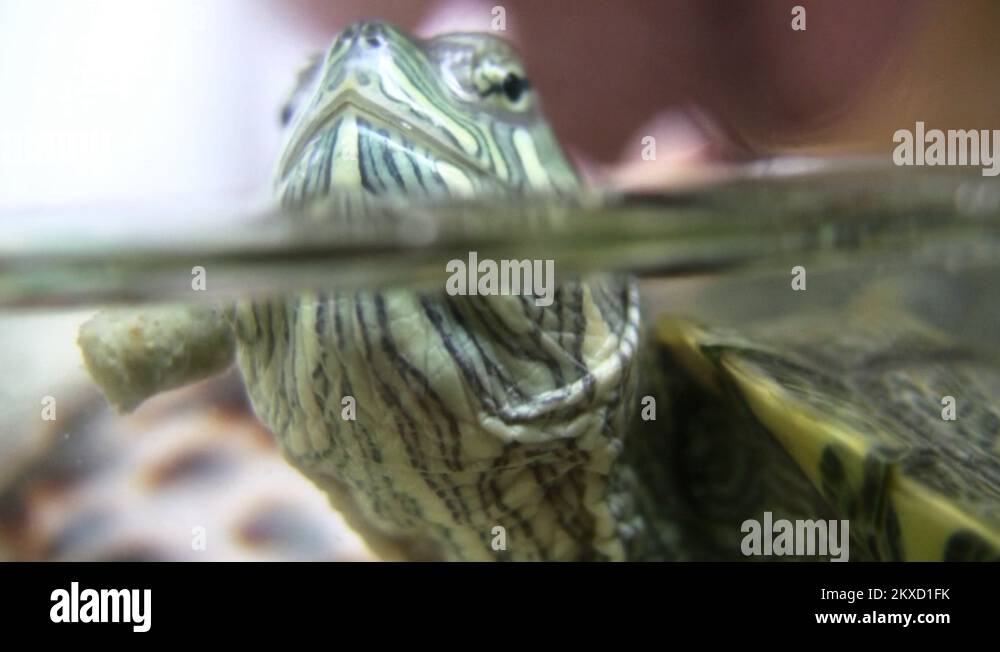 Curious turtle Stock Videos & Footage - HD and 4K Video Clips - Alamy