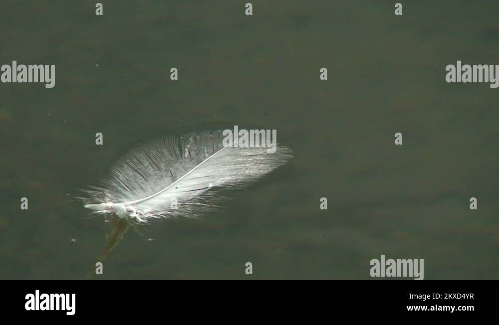 Plume bird Stock Videos & Footage - HD and 4K Video Clips - Alamy