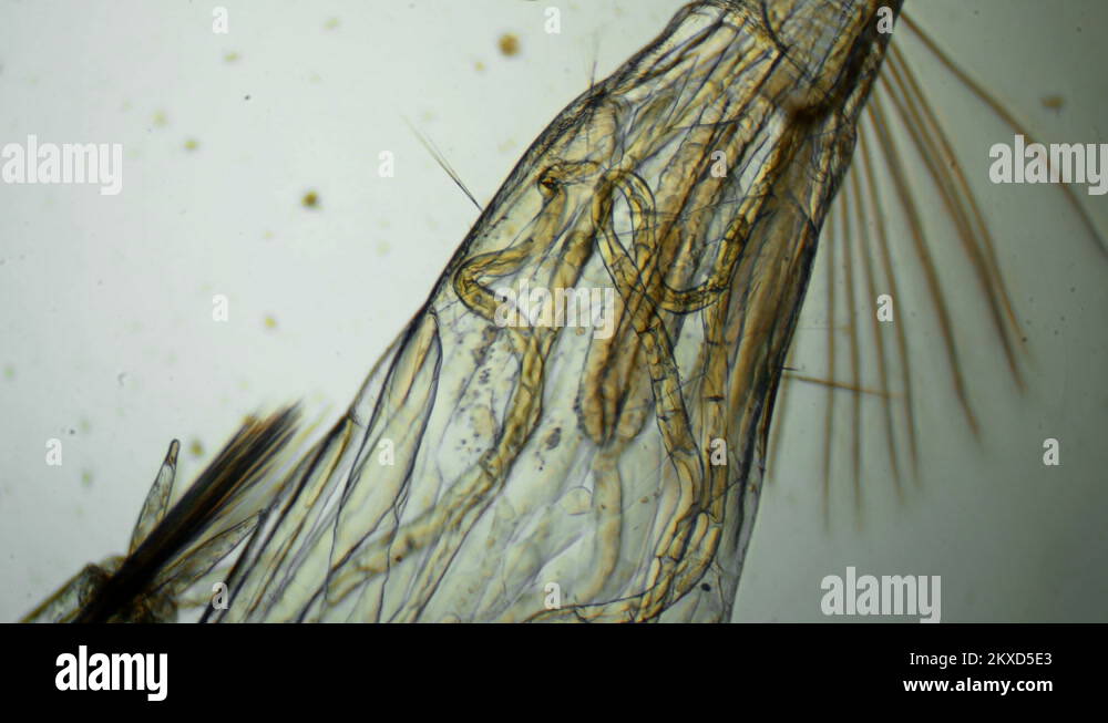 a transparent larva under the microscope,with internal organs,like an ...