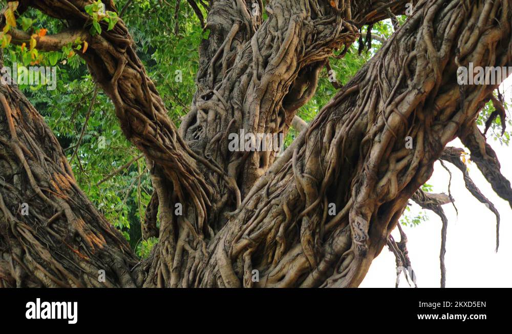 Banyan tree trunk Stock Videos & Footage - HD and 4K Video Clips - Alamy