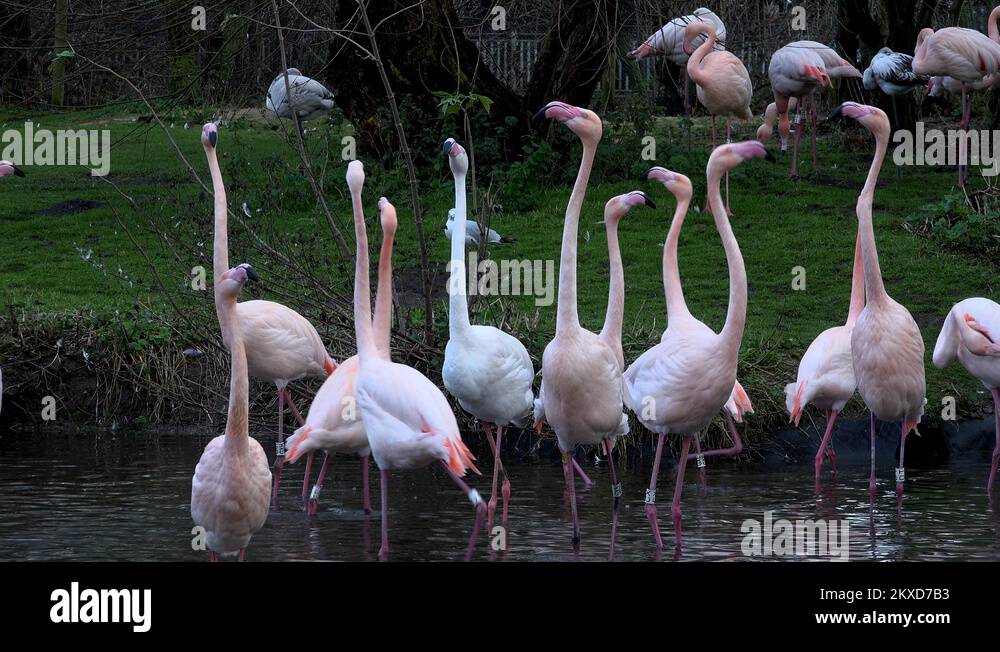 Pink flamingo walking and flapping wings funny 4K Stock Video Footage ...