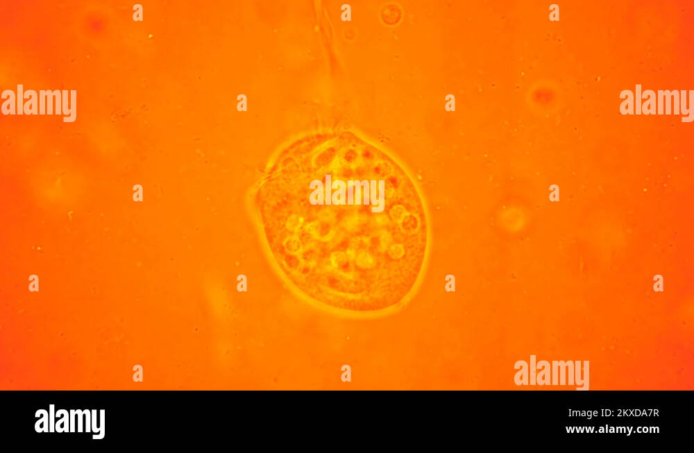 transparent microorganism under the microscope, with internal organs ...