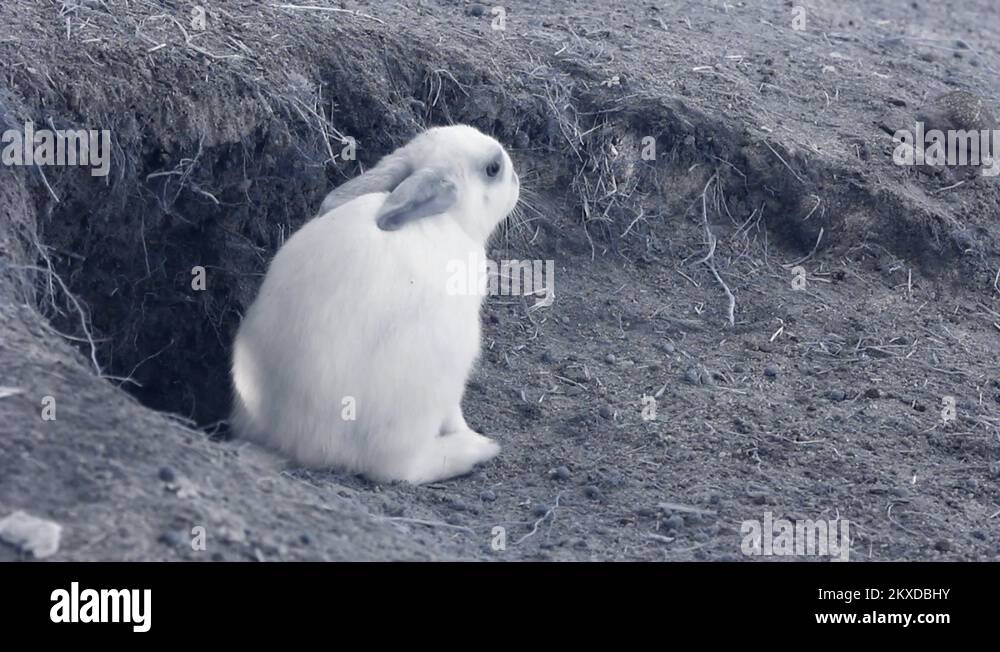 Rabbit sand Stock Videos & Footage - HD and 4K Video Clips - Alamy