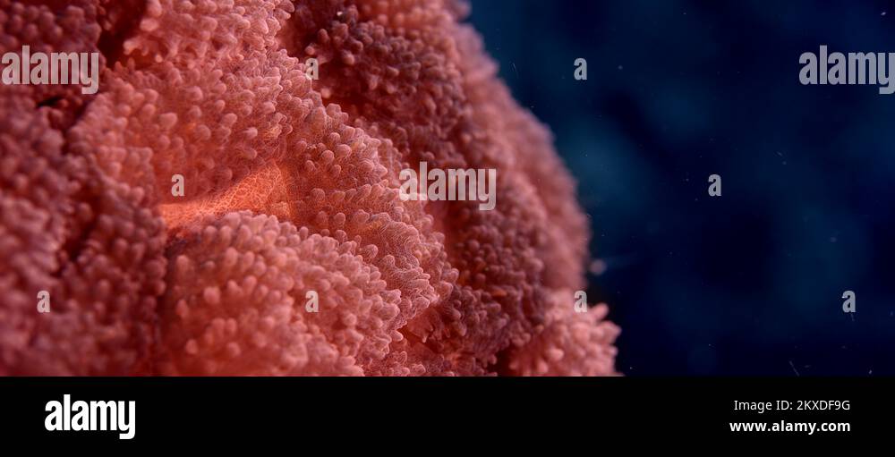 Coral reef reef building coral Stock Videos & Footage - HD and 4K Video ...