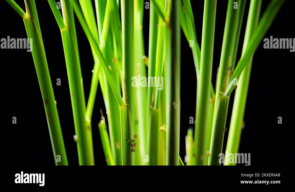 Rice pest Stock Videos & Footage - HD and 4K Video Clips - Alamy