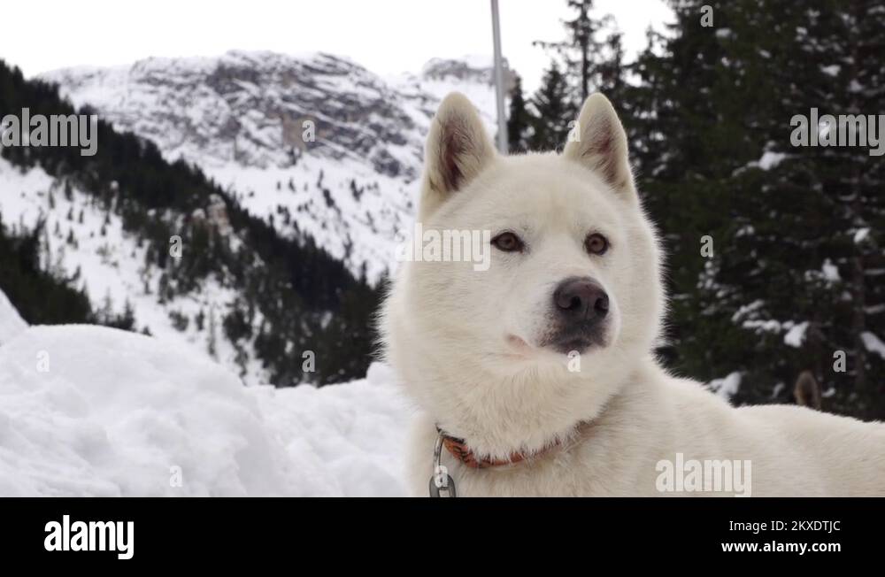 Courchevel is a French Alps ski resort Alaskan Husky dogs dragging a ...