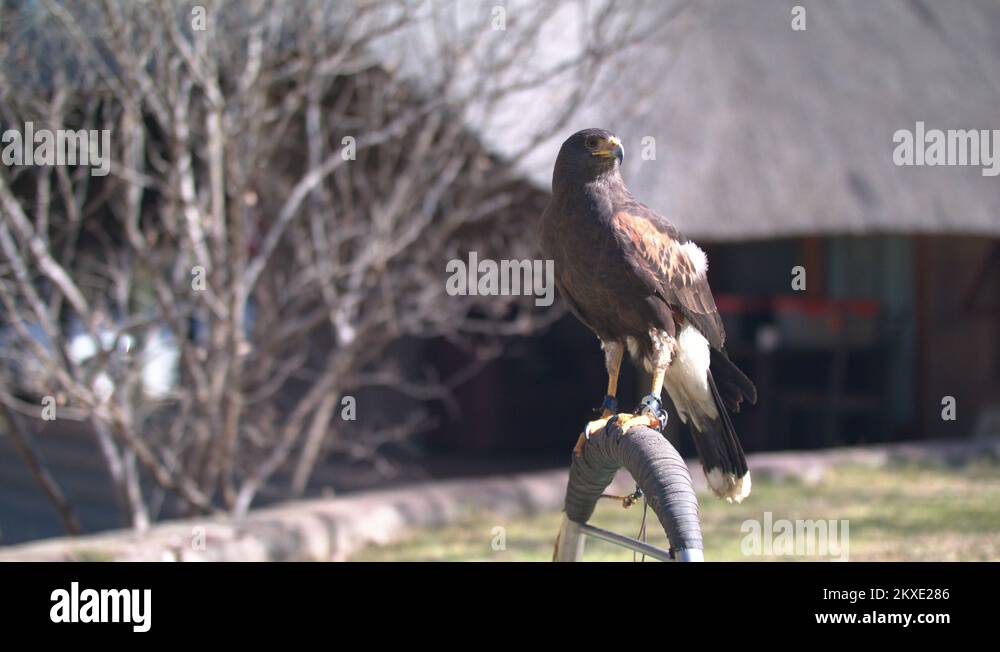 Harris hawk on perch Stock Videos & Footage - HD and 4K Video Clips - Alamy