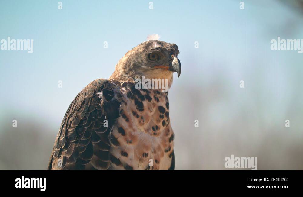 African crowned hawk eagle Stock Videos & Footage - HD and 4K Video ...