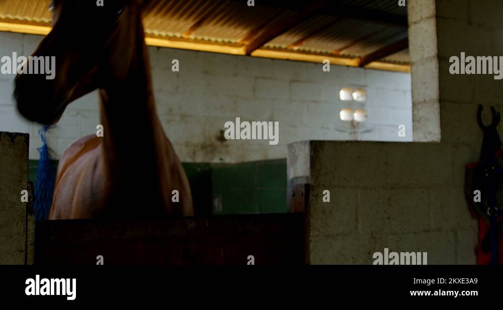 Equestrainism Stock Videos & Footage - HD and 4K Video Clips - Alamy