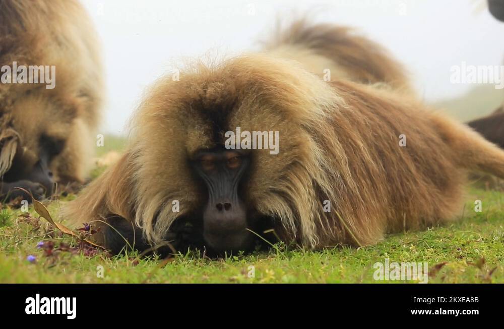 Gelada baboons simien ethiopia Stock Videos & Footage - HD and 4K Video ...