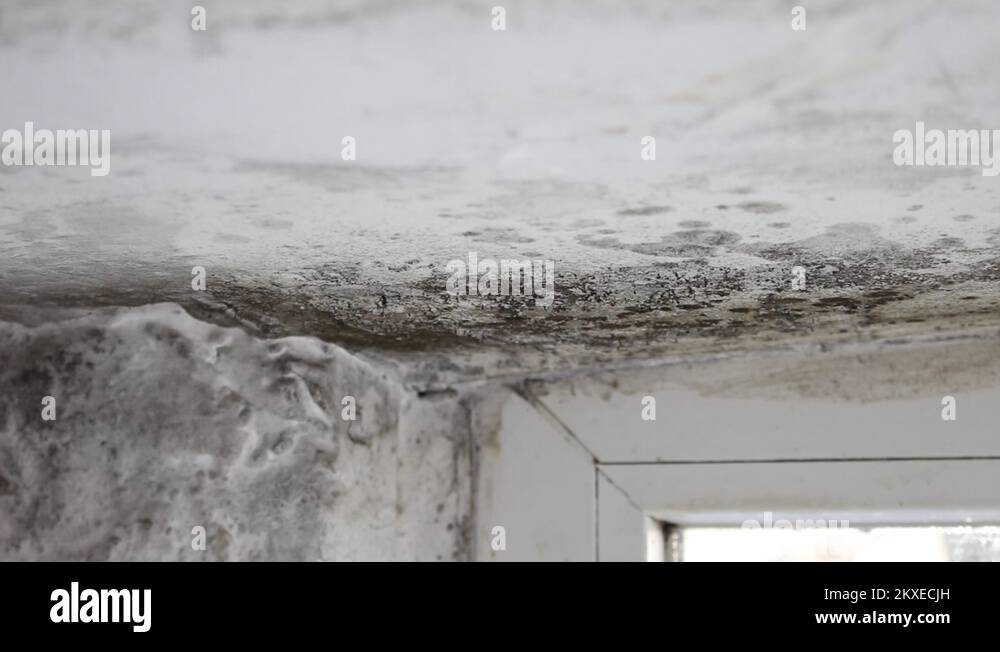Condensation and mold Stock Videos & Footage - HD and 4K Video Clips ...