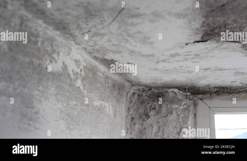 Moldy ceiling Stock Videos & Footage - HD and 4K Video Clips - Alamy