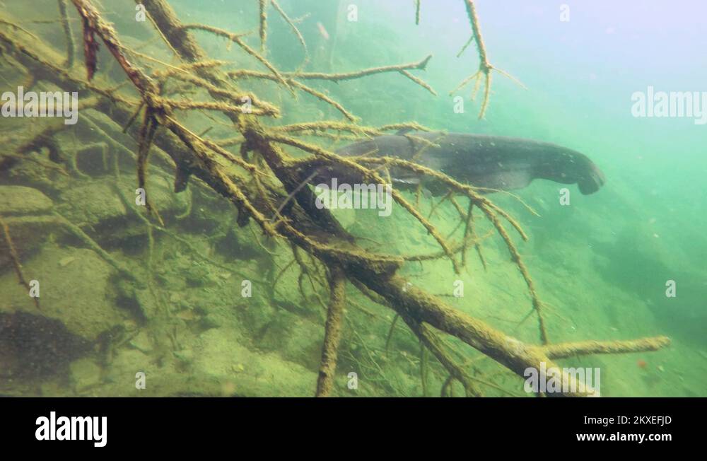Silurus catfish Stock Videos & Footage - HD and 4K Video Clips - Alamy