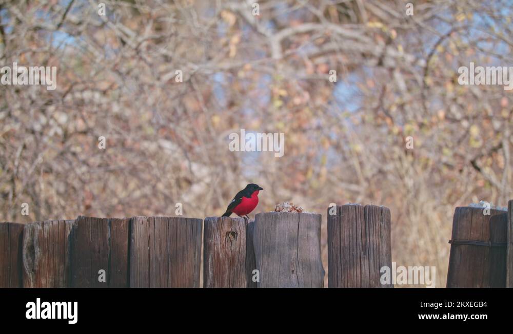 Shrike plumage Stock Videos & Footage - HD and 4K Video Clips - Alamy