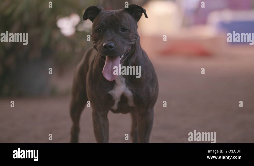 Muscular staffy Stock Videos & Footage - HD and 4K Video Clips - Alamy