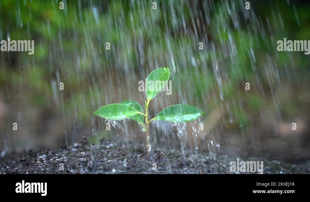 Rain tree seedling Stock Videos & Footage - HD and 4K Video Clips - Alamy