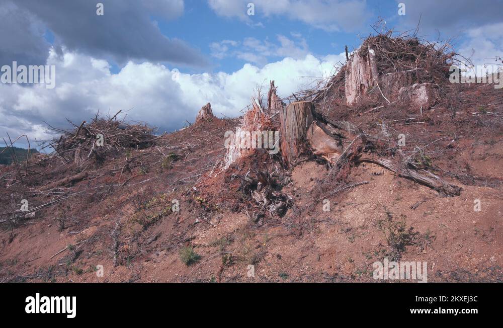 Slash piles Stock Videos & Footage - HD and 4K Video Clips - Alamy