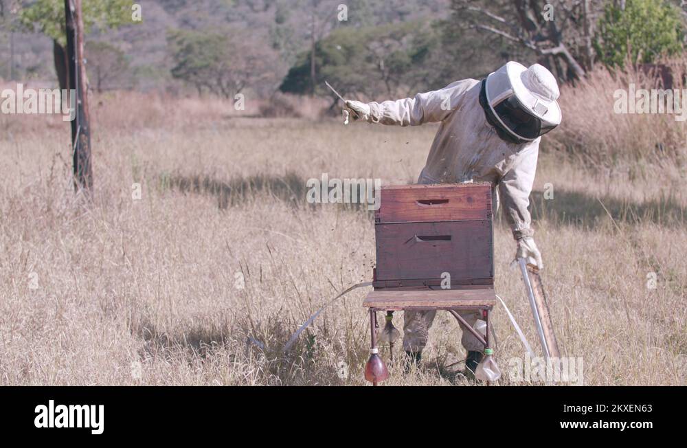 African beekeeper Stock Videos & Footage - HD and 4K Video Clips - Alamy
