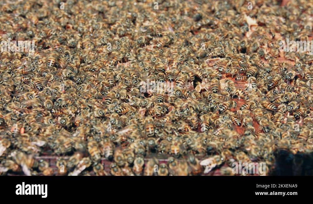 Mass of honey bees Stock Videos & Footage - HD and 4K Video Clips - Alamy