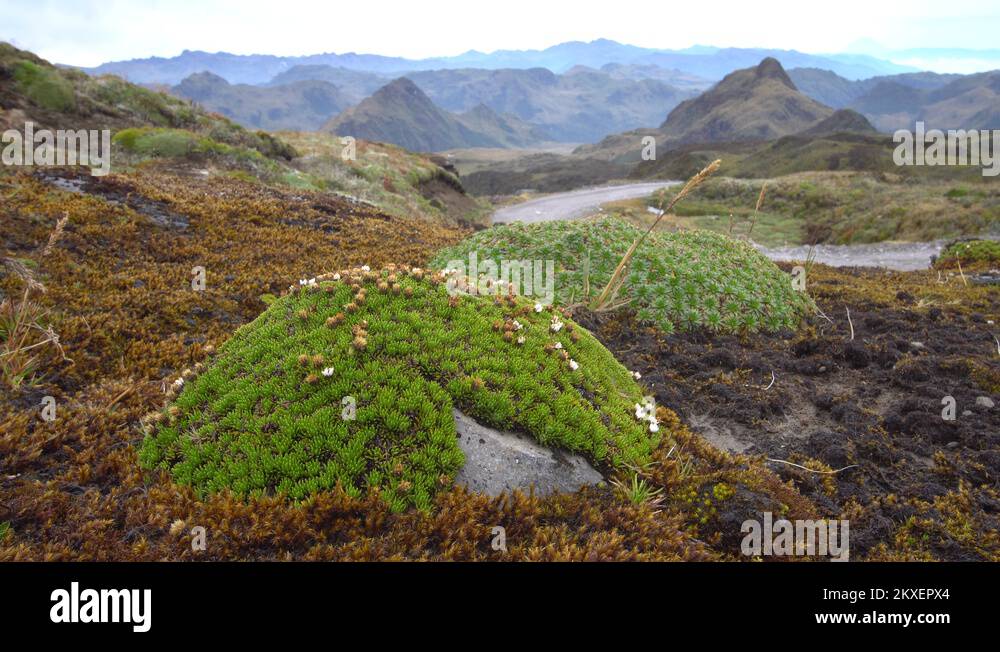 High altitude flora Stock Videos & Footage - HD and 4K Video Clips - Alamy