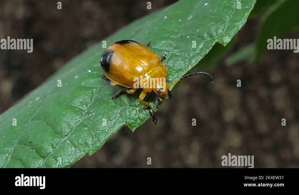 Yellow furry legs Stock Videos & Footage - HD and 4K Video Clips - Alamy