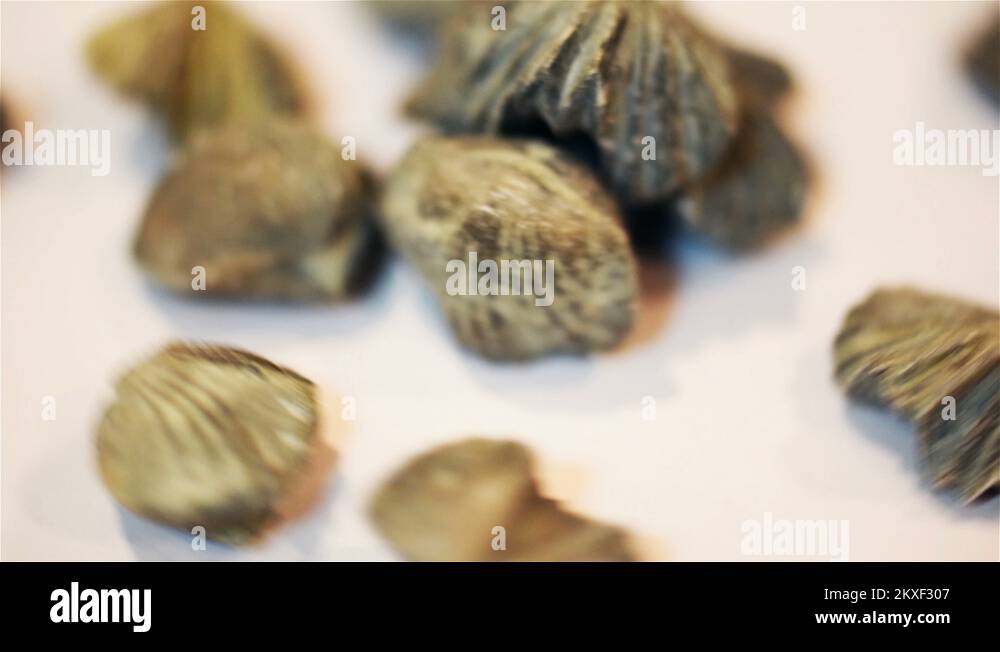 Small shell fossils Stock Videos & Footage - HD and 4K Video Clips - Alamy