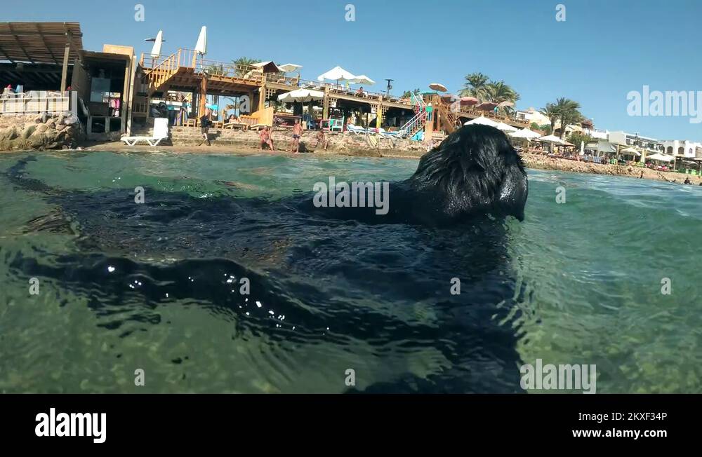 Black dog swim on surface of water (underwater shot), Red sea, Dahab ...