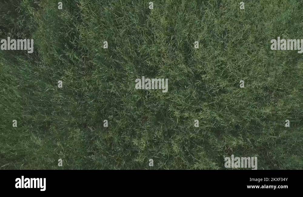 Fresh green grass shot from top view,with wind flowing, seamlessly ...