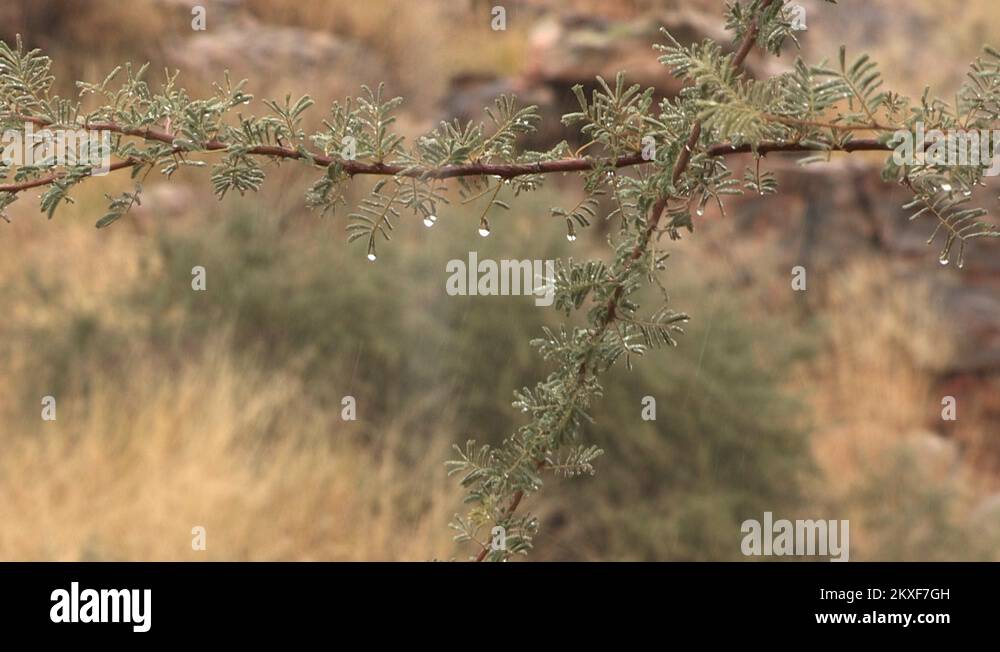 Acacia tree south africa Stock Videos & Footage - HD and 4K Video Clips ...