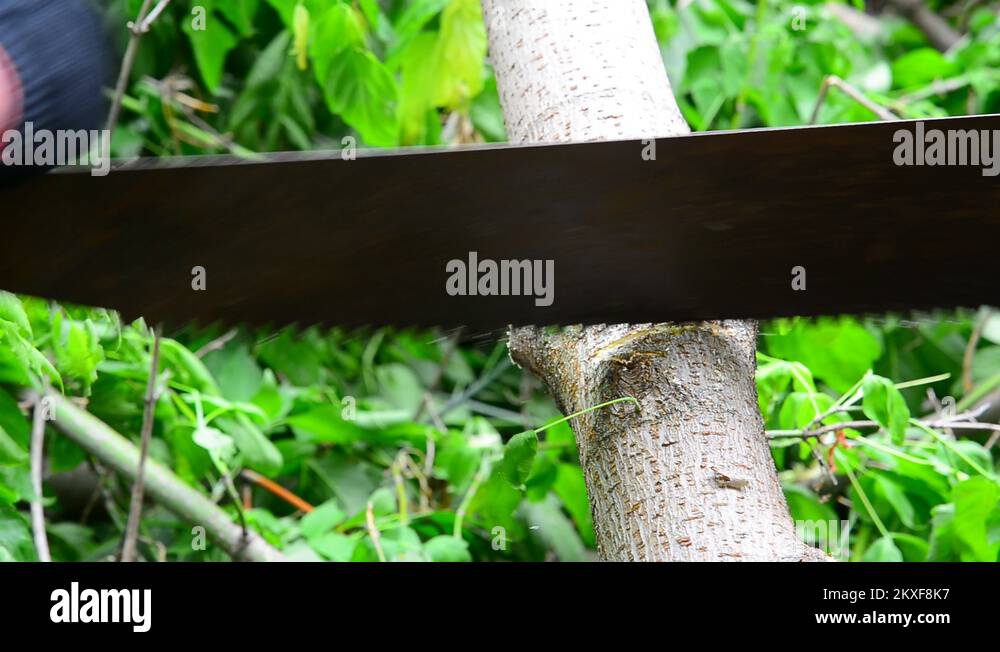Saw the tree Stock Videos & Footage - HD and 4K Video Clips - Alamy
