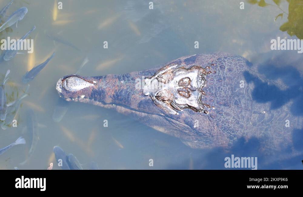 Sunda gavial tomistoma schlegelii Stock Videos & Footage - HD and 4K ...