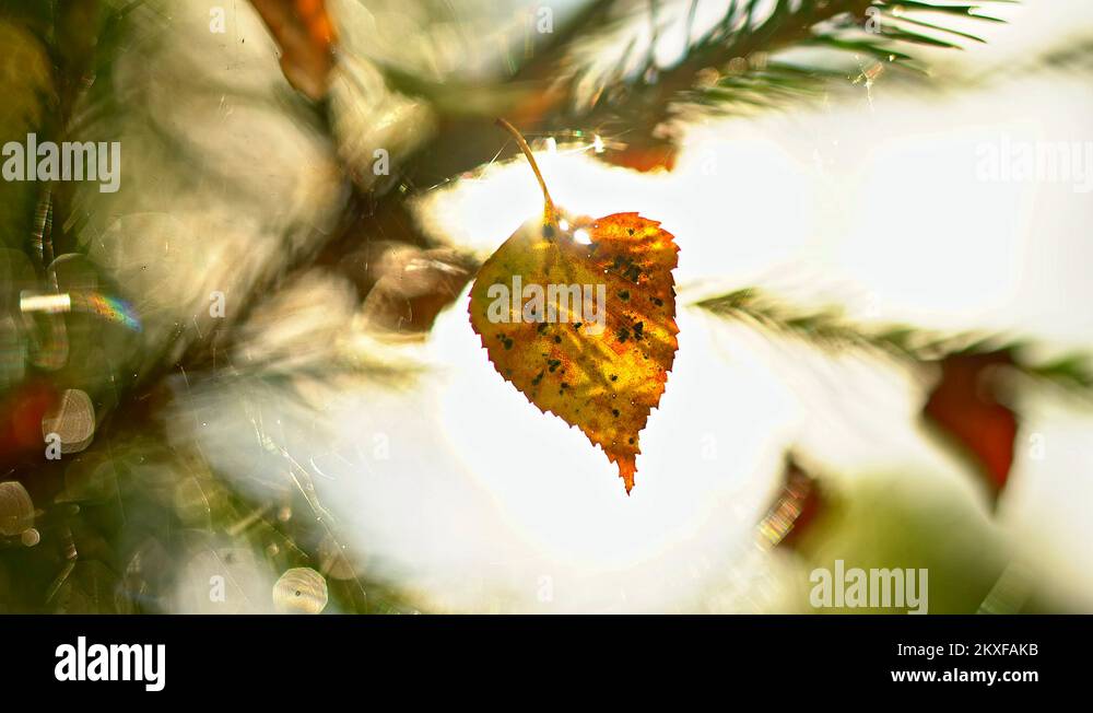 Leaf in sunlight Stock Videos & Footage - HD and 4K Video Clips - Alamy