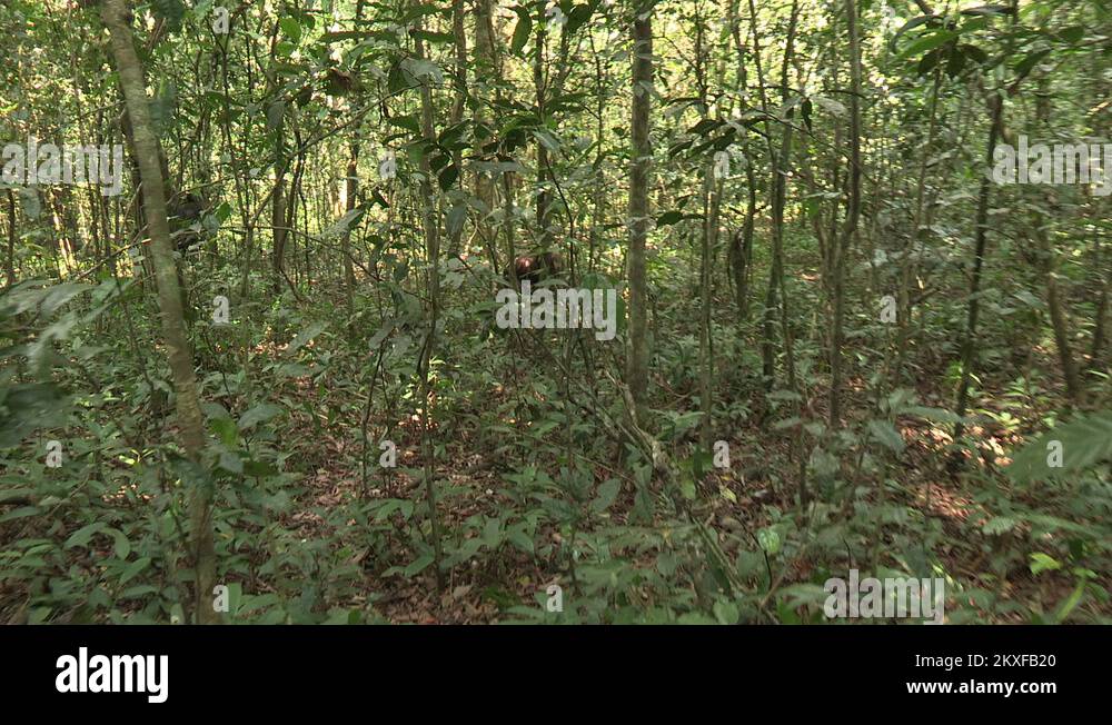 Chimpanzees fighting Stock Videos & Footage - HD and 4K Video Clips - Alamy