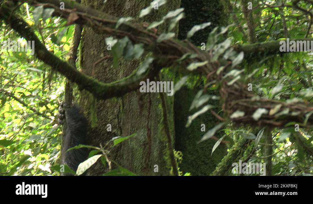 Gorilla climbing tree Stock Videos & Footage - HD and 4K Video Clips ...