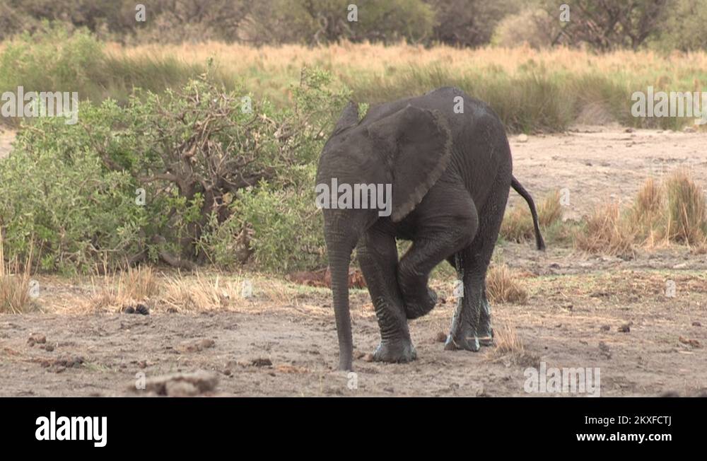 Running elephant Stock Videos & Footage - HD and 4K Video Clips - Alamy