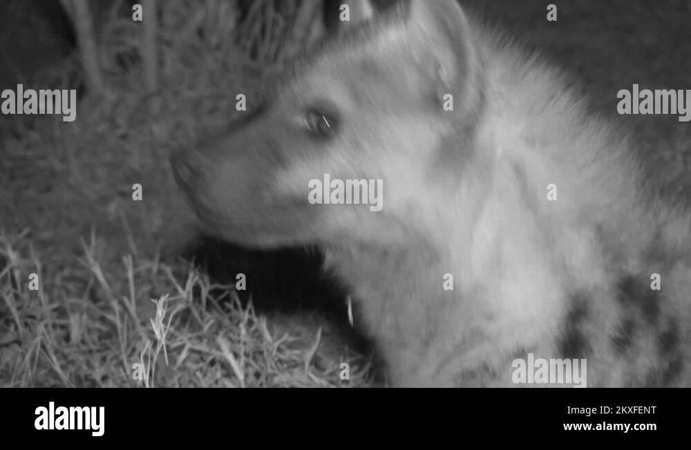 Spotted hyena yawning Stock Videos & Footage - HD and 4K Video Clips ...