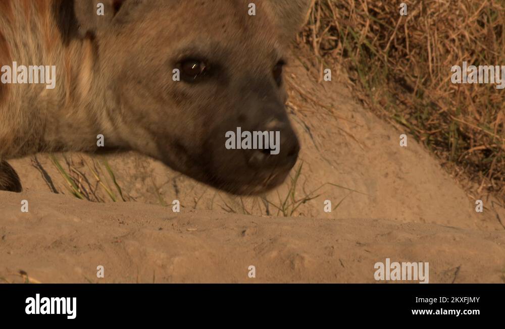 Hyena face Stock Videos & Footage - HD and 4K Video Clips - Alamy
