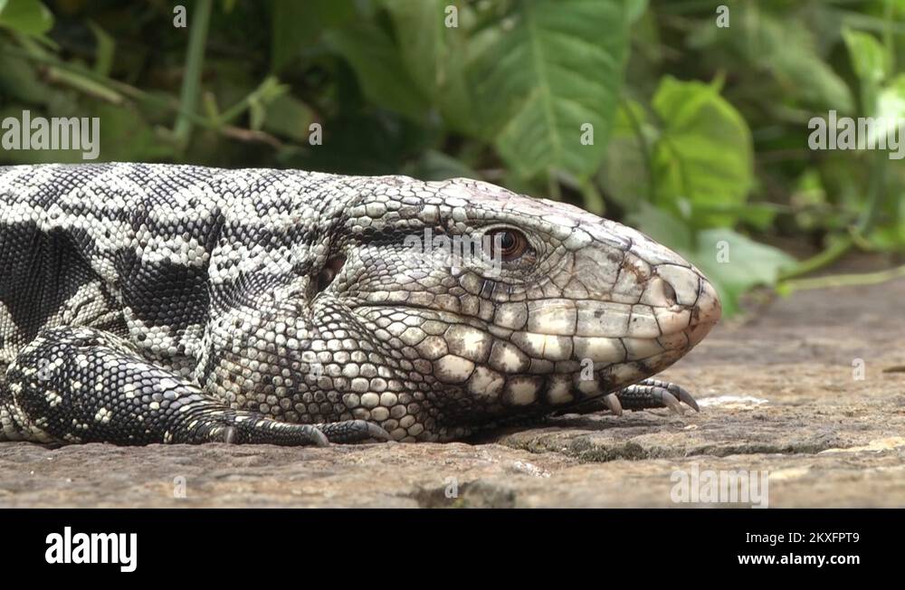 Black and white tegu lizard Stock Videos & Footage - HD and 4K Video ...