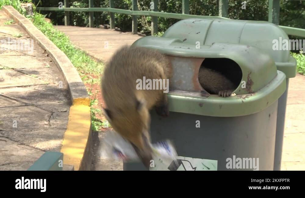 Range of food groups Stock Videos & Footage - HD and 4K Video Clips - Alamy