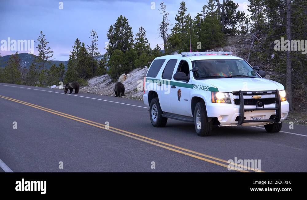 Yellowstone bear car Stock Videos & Footage - HD and 4K Video Clips - Alamy