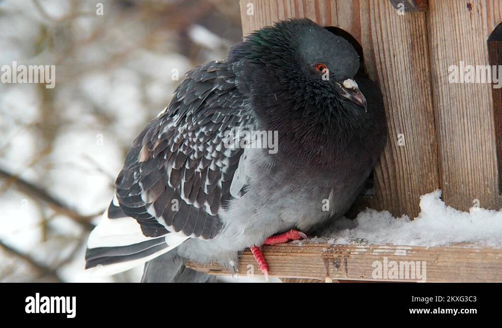 Ordinary pigeon Stock Videos & Footage - HD and 4K Video Clips - Alamy