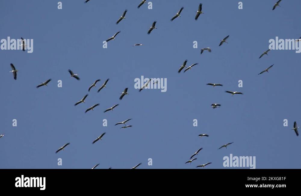 Stork Flying, Crowd of White Birds in Blue Sky, Flock of Birds in ...